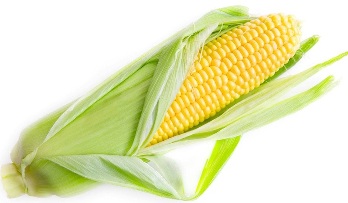 Fibra di mais: usi sostenibili e vantaggi | Rigeneriamo il Territorio